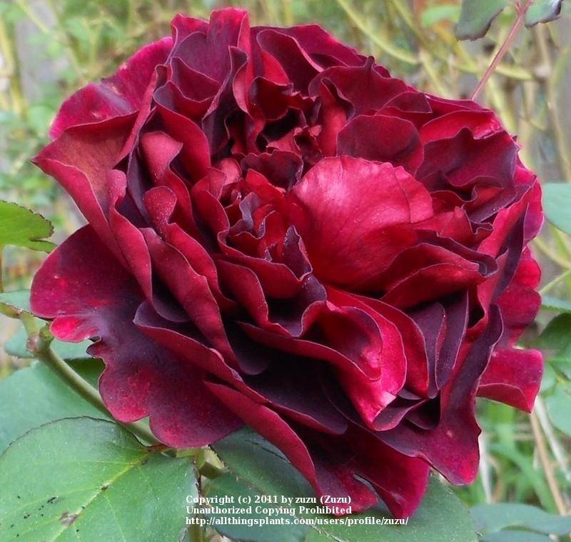 21 Tess Garden Rose Ideas To Consider | SharonSable
