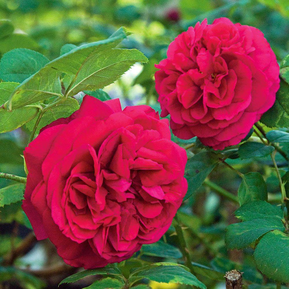 21 Tess Garden Rose Ideas To Consider | SharonSable