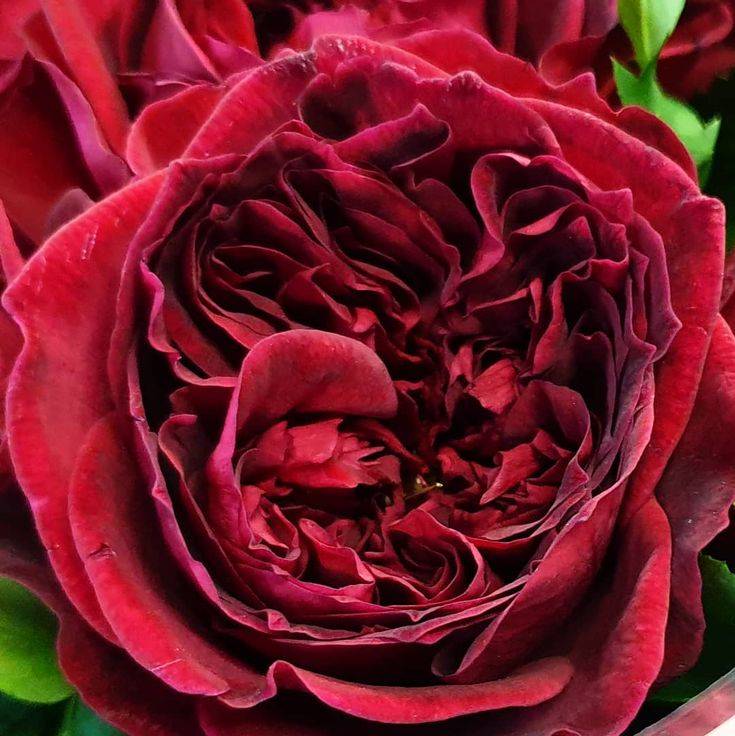 21 Tess Garden Rose Ideas To Consider | SharonSable