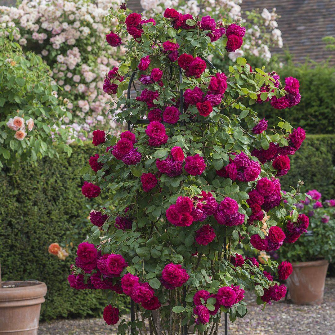 21 Tess Garden Rose Ideas To Consider | SharonSable