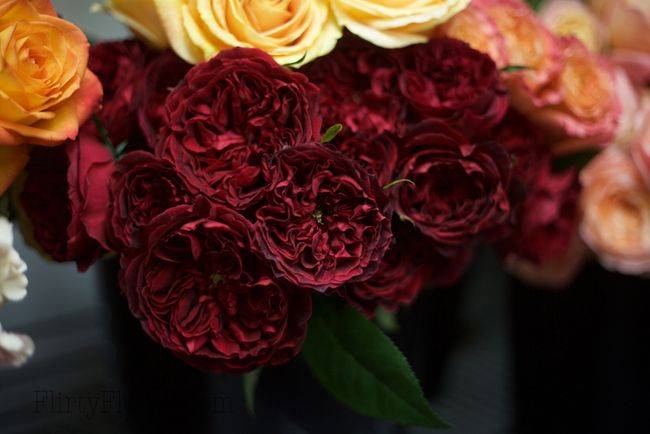 21 Tess Garden Rose Ideas To Consider | SharonSable