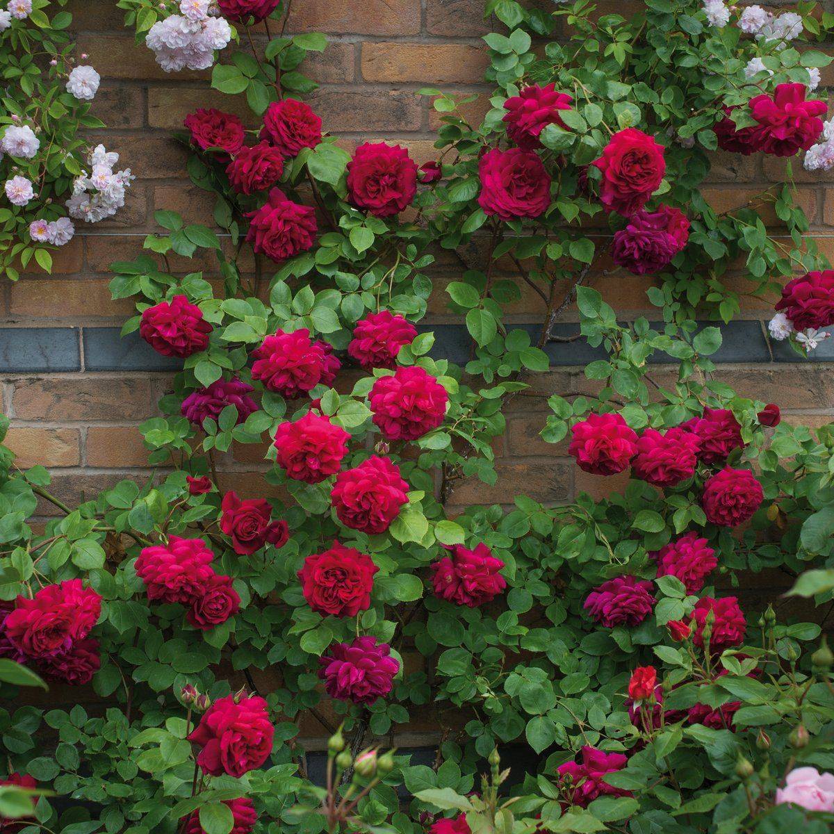 21 Tess Garden Rose Ideas To Consider | SharonSable