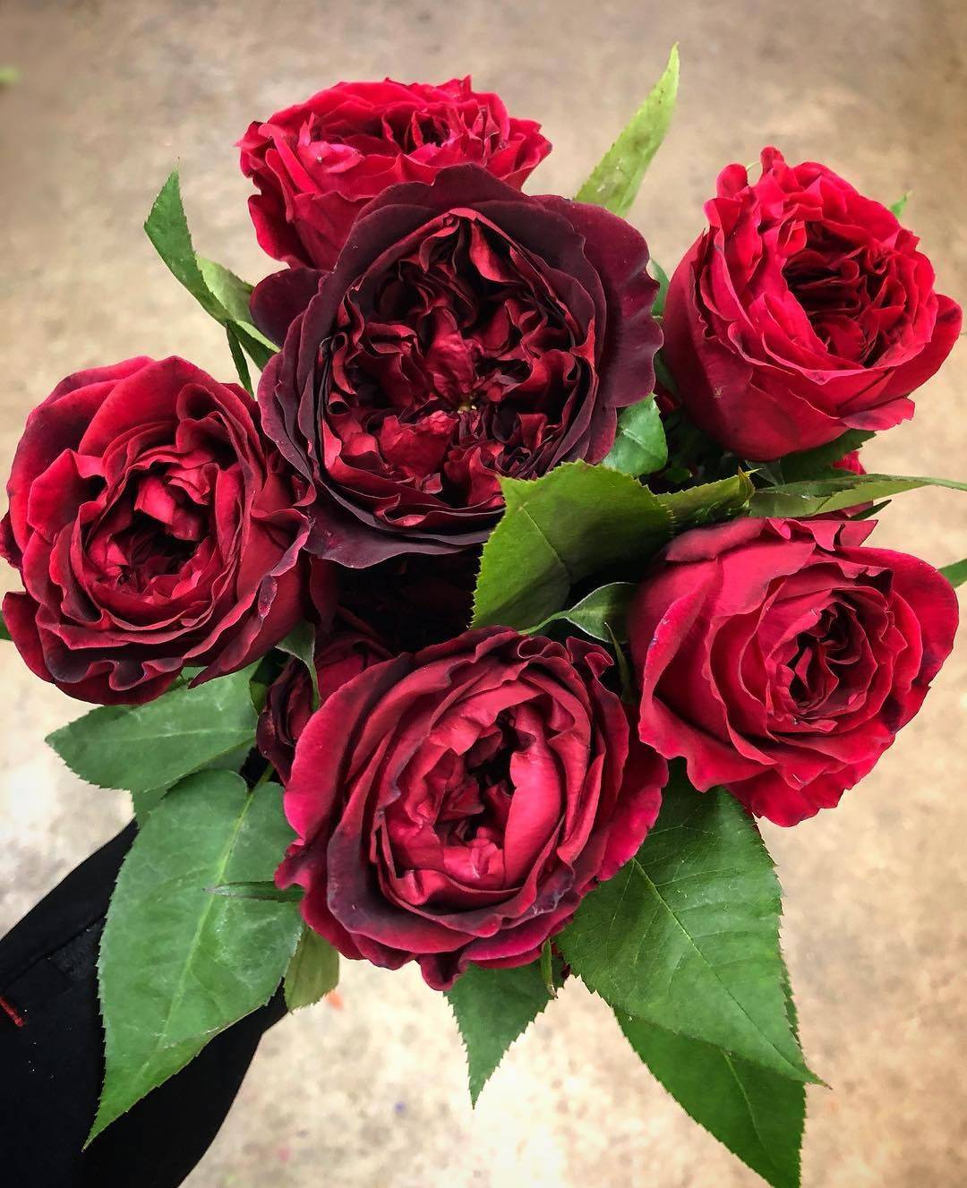 21 Tess Garden Rose Ideas To Consider | SharonSable