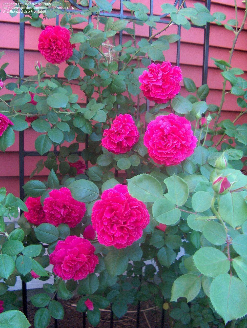 21 Tess Garden Rose Ideas To Consider | SharonSable