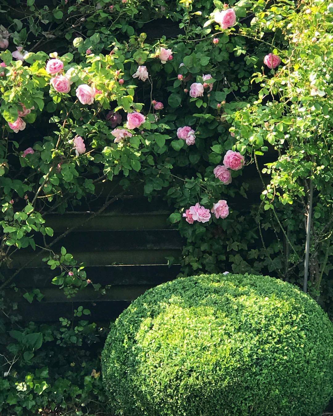 19 Romantic Rose Garden Ideas You Gonna Love | SharonSable