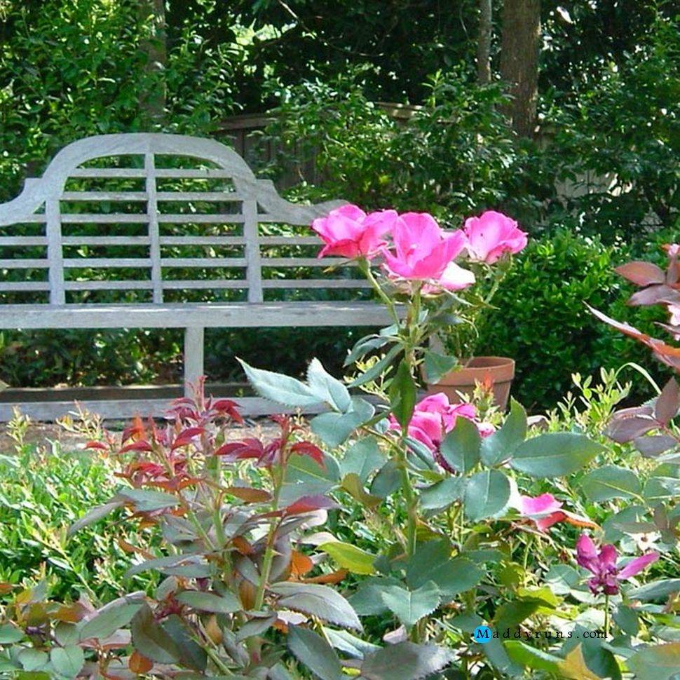 20 DIY Rose Garden Ideas For This Year | SharonSable
