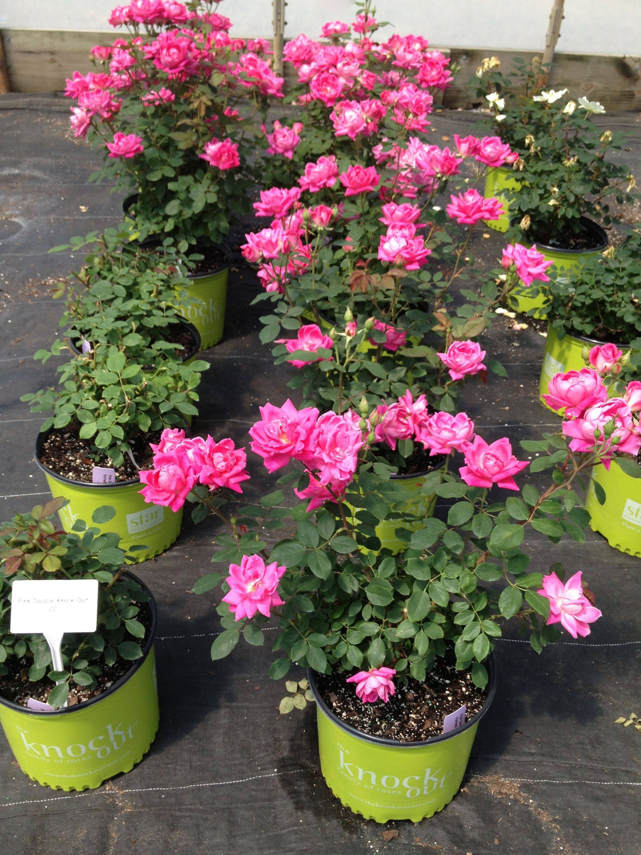 24 Knockout Rose Garden Ideas Worth a Look | SharonSable