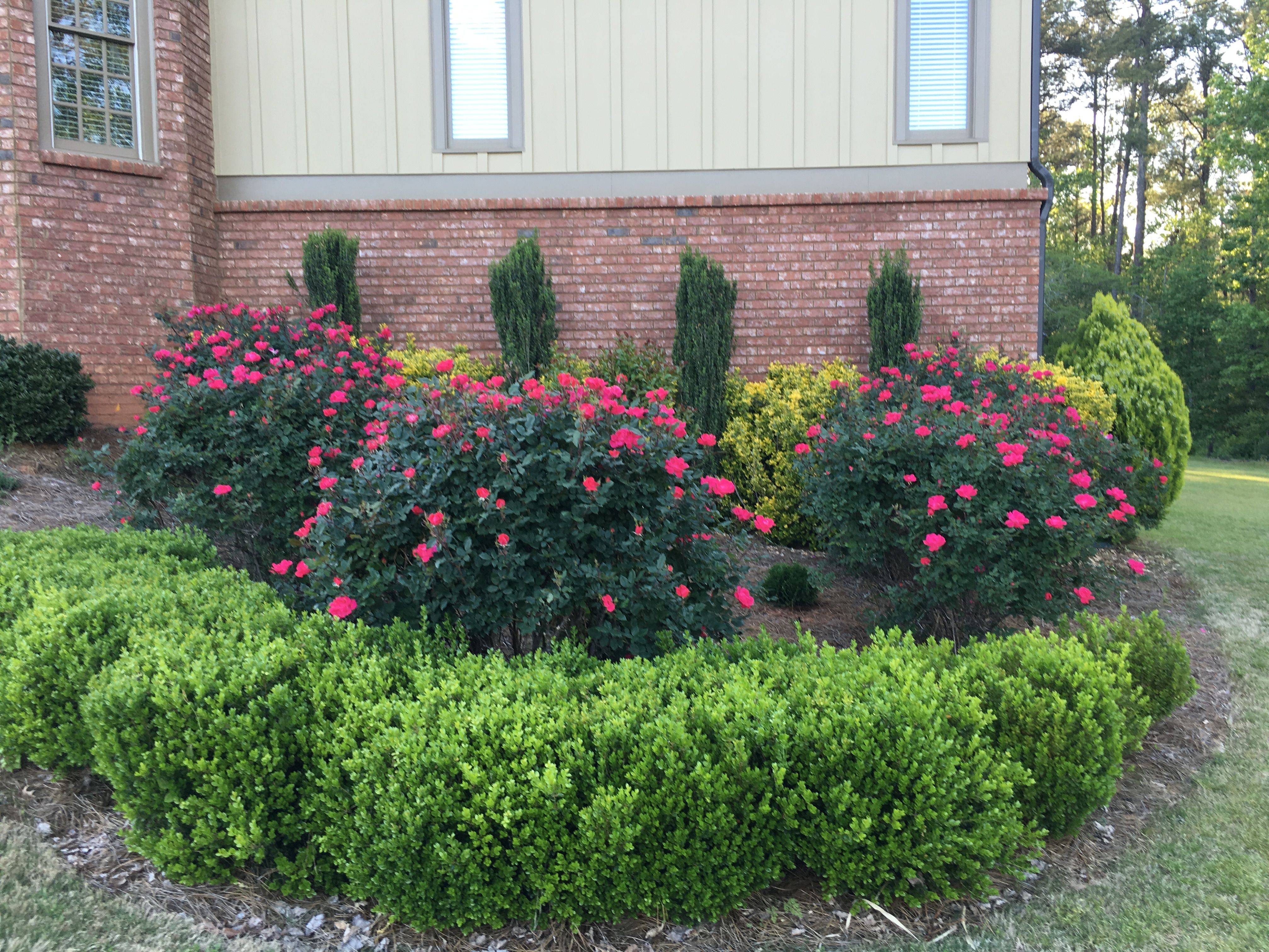 24 Knockout Rose Garden Ideas Worth a Look | SharonSable