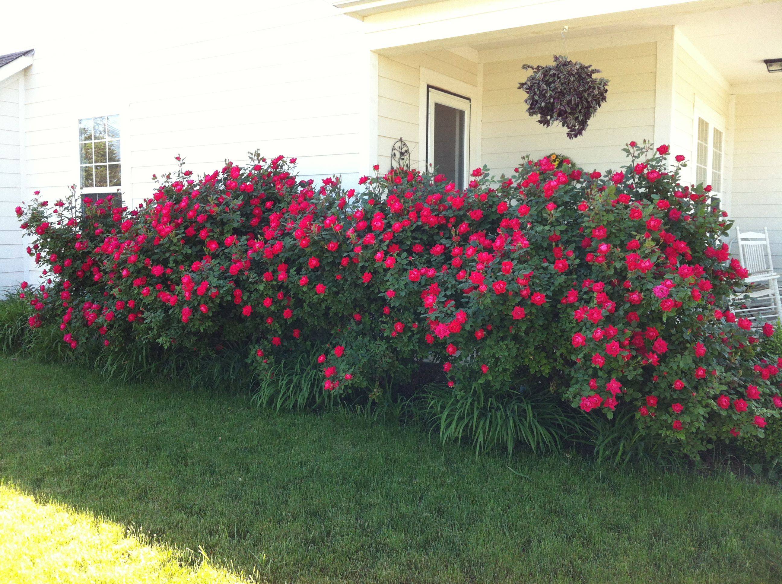 24 Knockout Rose Garden Ideas Worth a Look | SharonSable