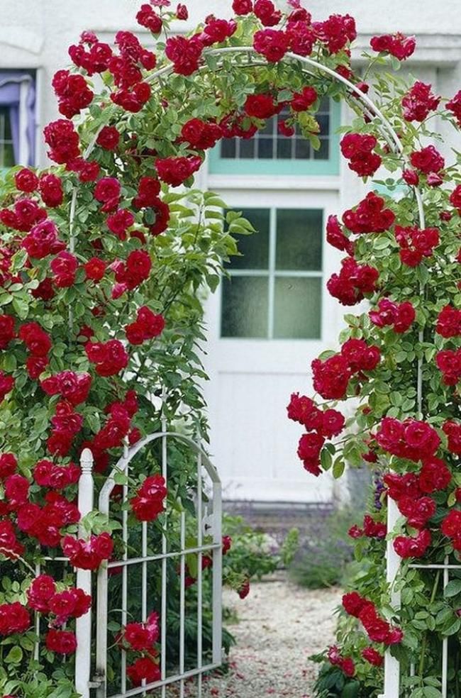 18 Garden Sun Climbing Rose Ideas Worth a Look | SharonSable