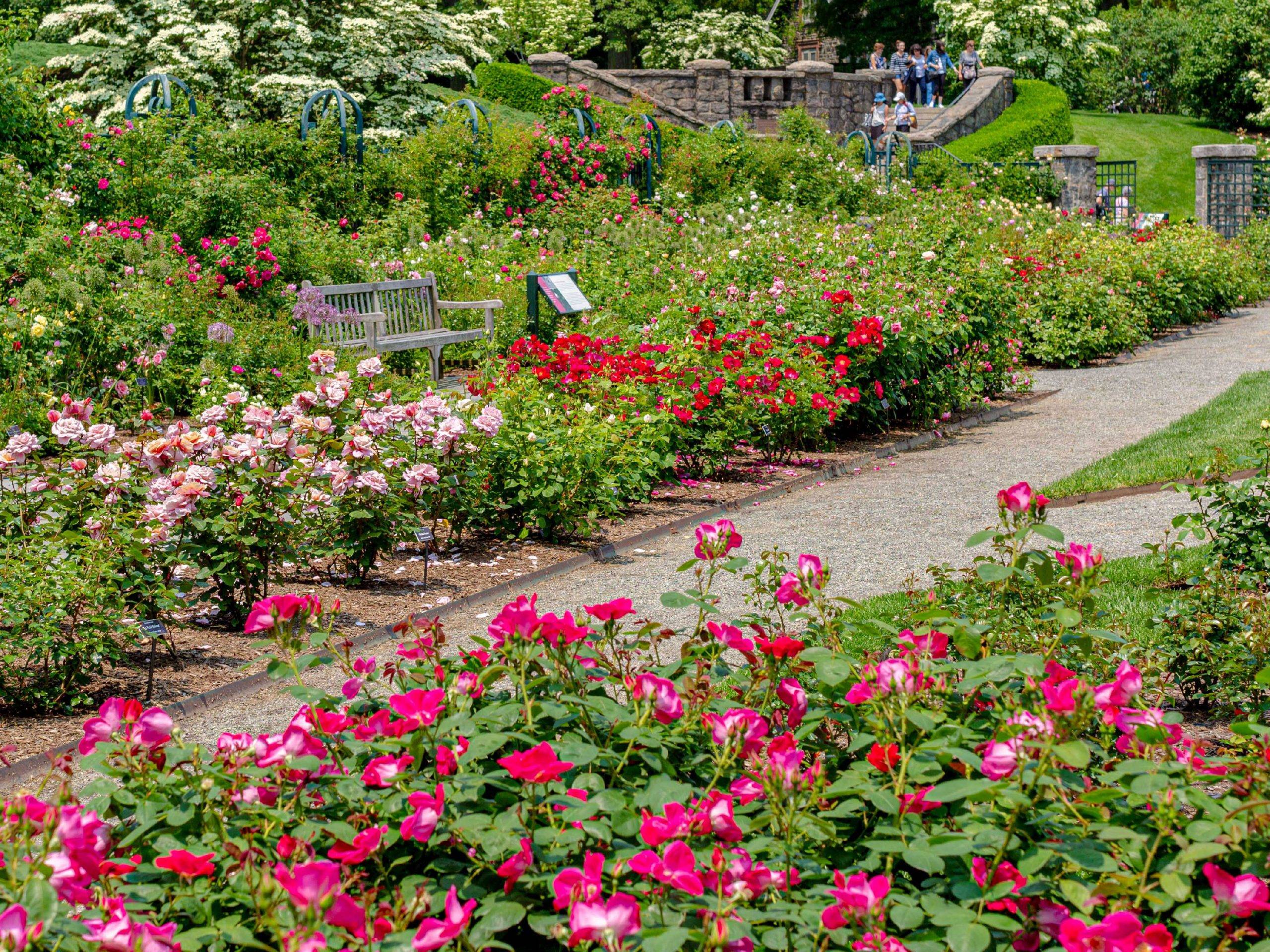 14 Peggy Rockefeller Rose Garden Ideas To Consider | SharonSable
