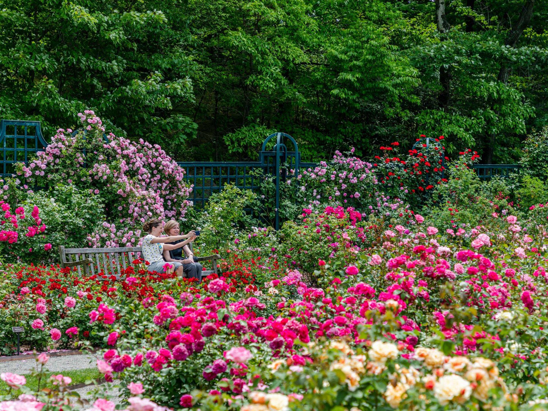 14 Peggy Rockefeller Rose Garden Ideas To Consider | SharonSable