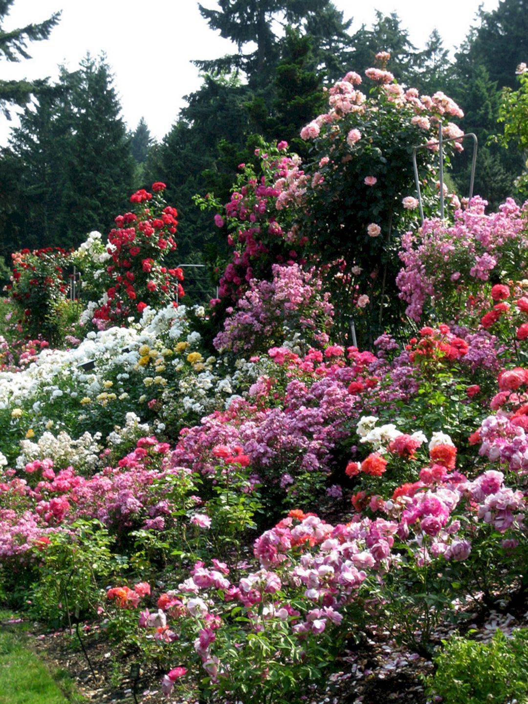22 Rose Garden Inspirations Ideas You Cannot Miss | SharonSable