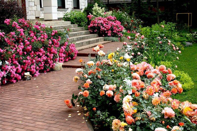 22 Rose Garden Inspirations Ideas You Cannot Miss | SharonSable