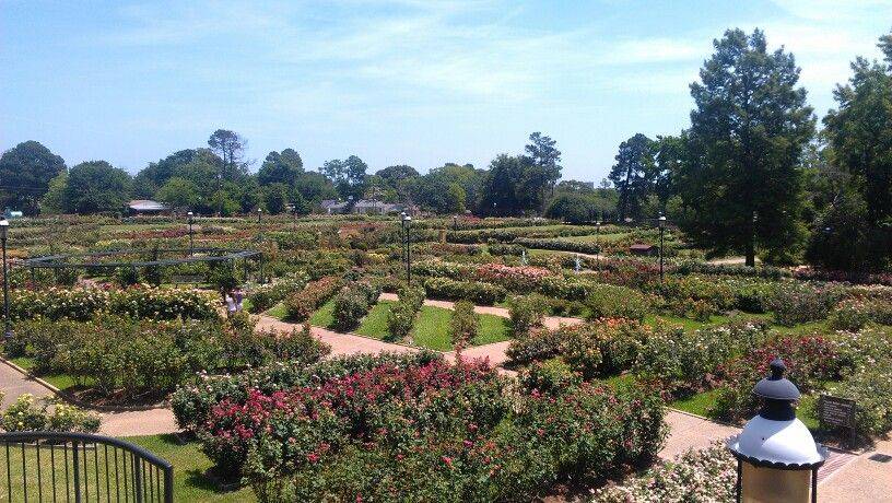 23 Tyler Rose Garden Ideas You Should Check | SharonSable