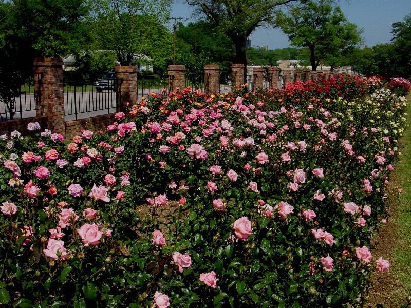 23 Tyler Rose Garden Ideas You Should Check | SharonSable
