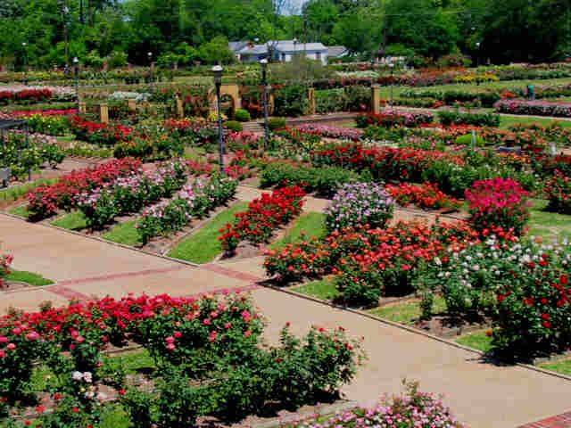 23 Tyler Rose Garden Ideas You Should Check | SharonSable