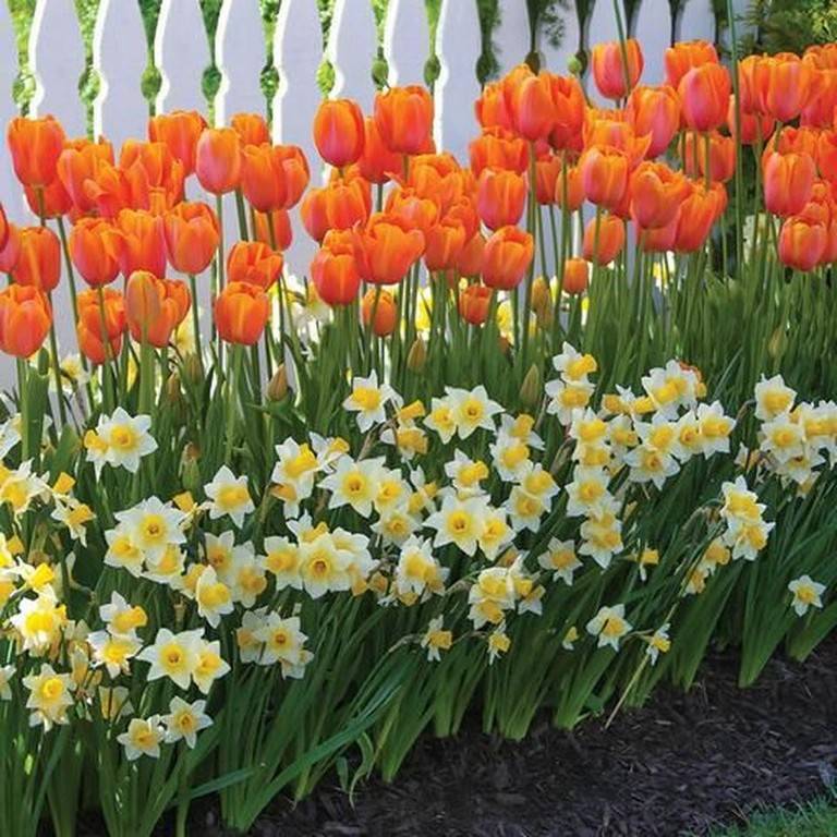 21 Tulip Flower Garden Ideas Worth to Check | SharonSable