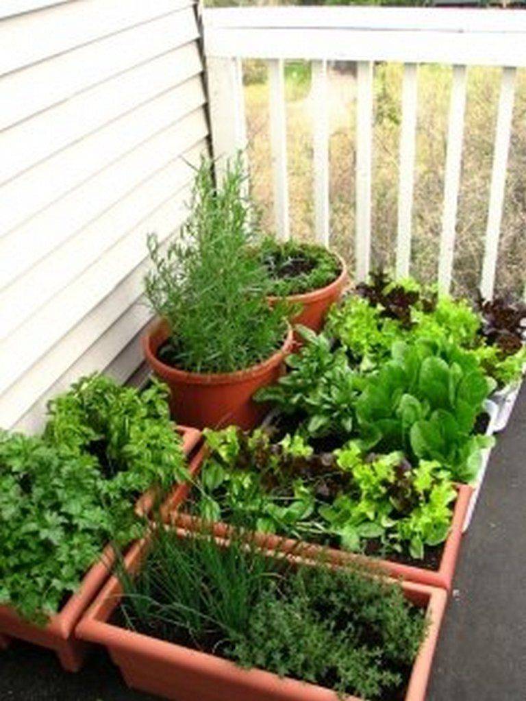 17 Small Balcony Vegetable Garden Ideas For This Year | SharonSable