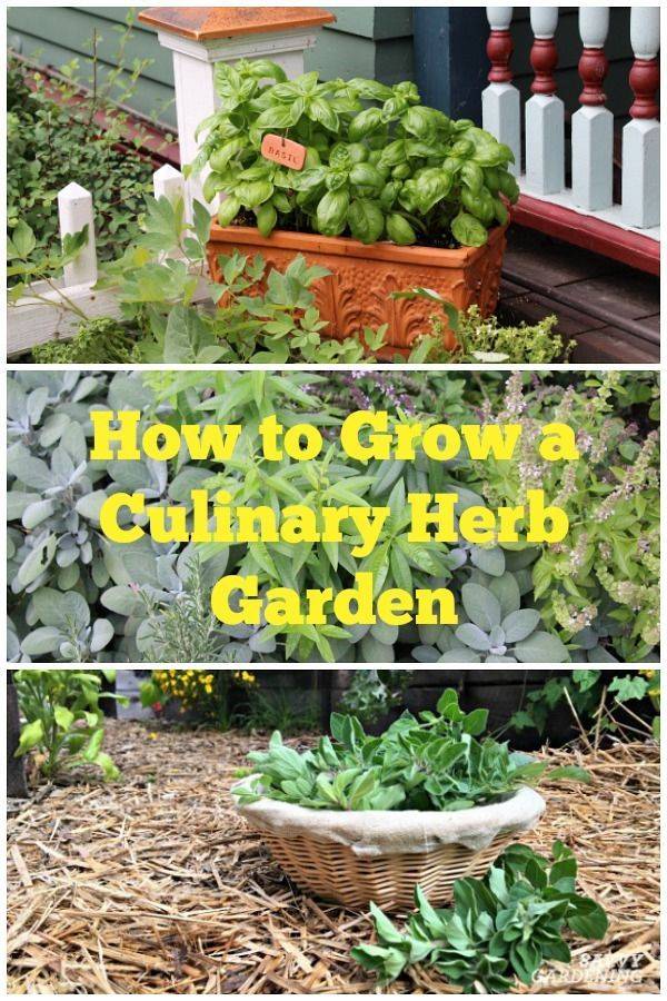 17 Culinary Herb Garden Layout Ideas You Cannot Miss | SharonSable