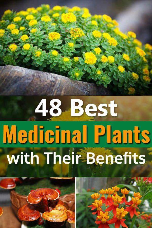 24 Medicinal Herb Garden Ideas For This Year | SharonSable