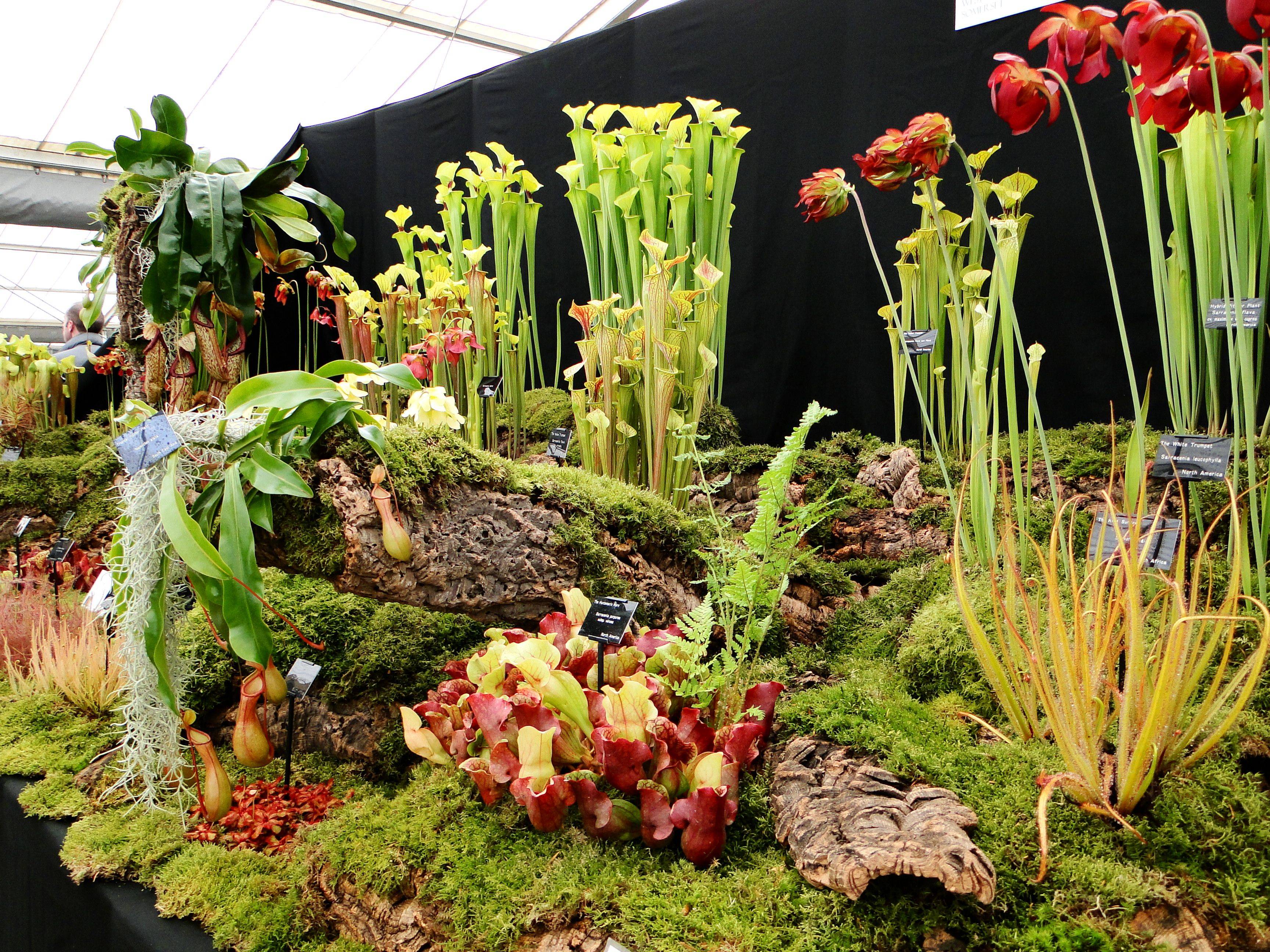 22 Bog Garden Plants Ideas To Try This Year | SharonSable