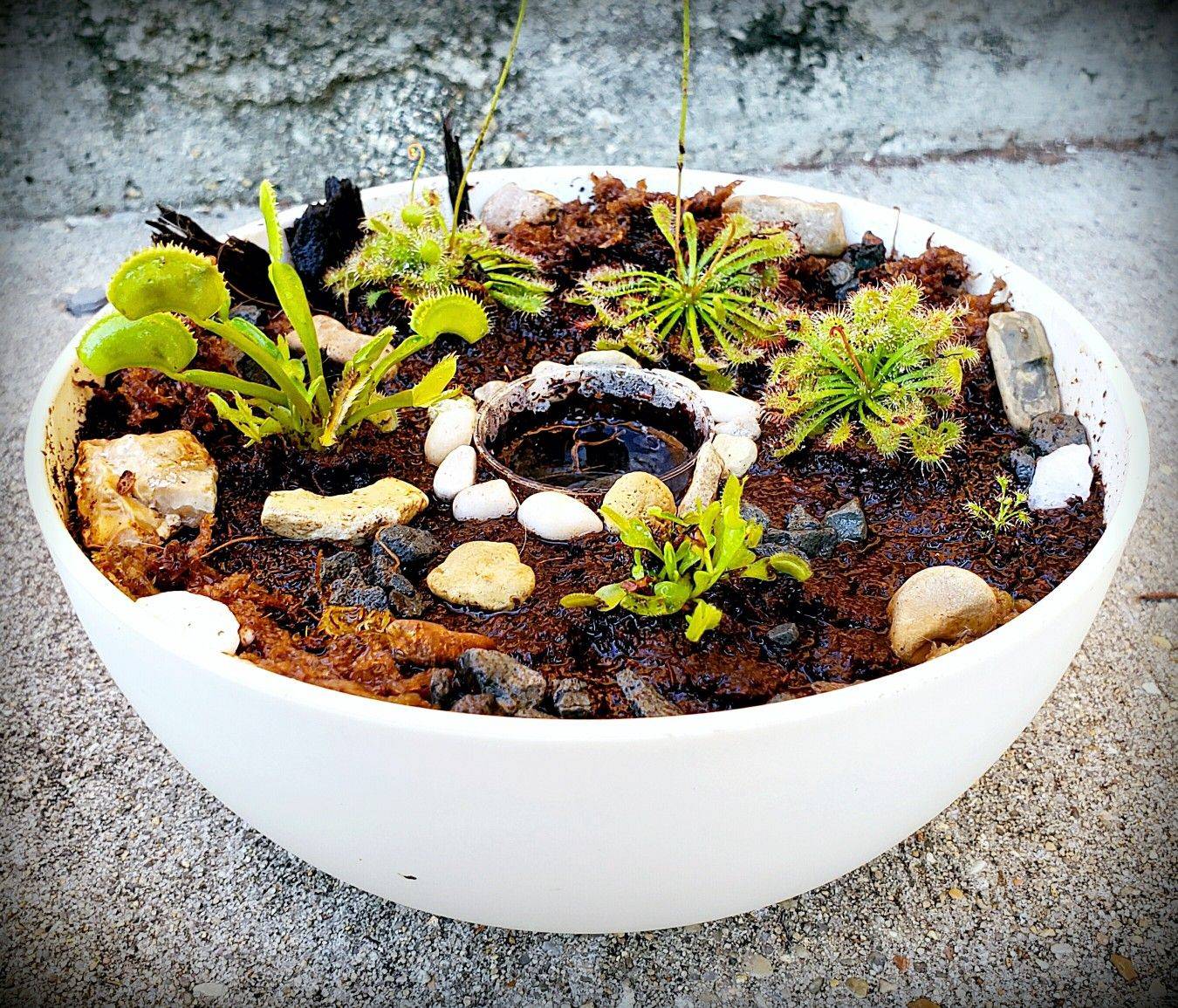 22 Bog Garden Plants Ideas To Try This Year | SharonSable