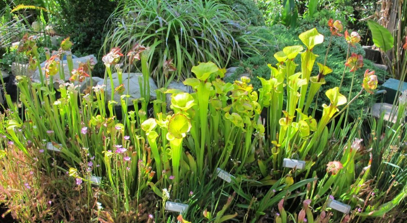 22 Bog Garden Plants Ideas To Try This Year | SharonSable