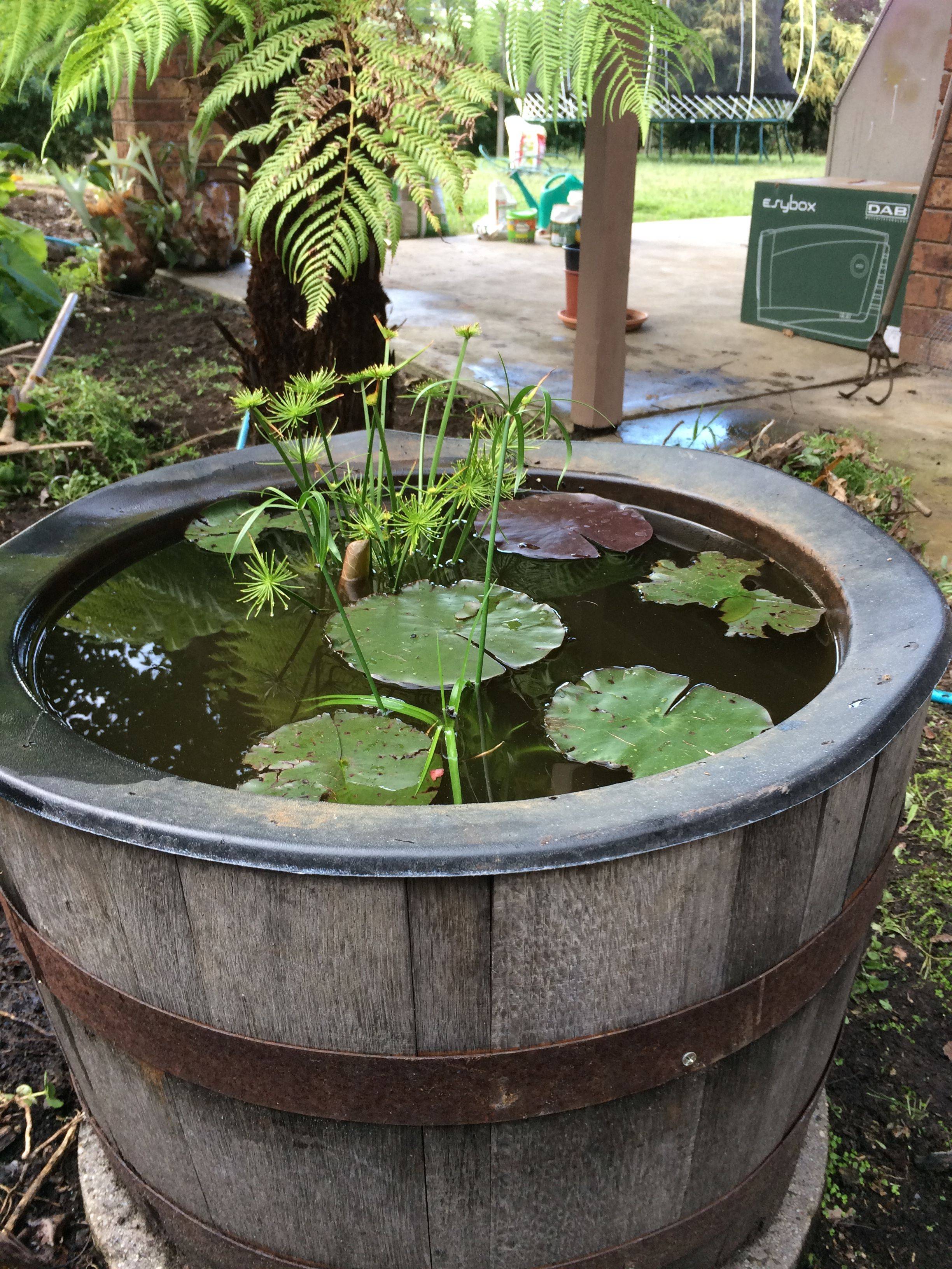 25 Wine Barrel Water Garden Ideas Worth to Check | SharonSable
