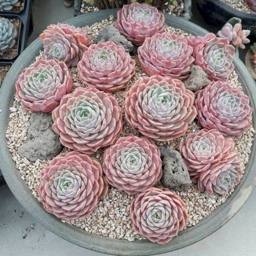 21 Cool Succulent Garden Ideas You Cannot Miss | SharonSable