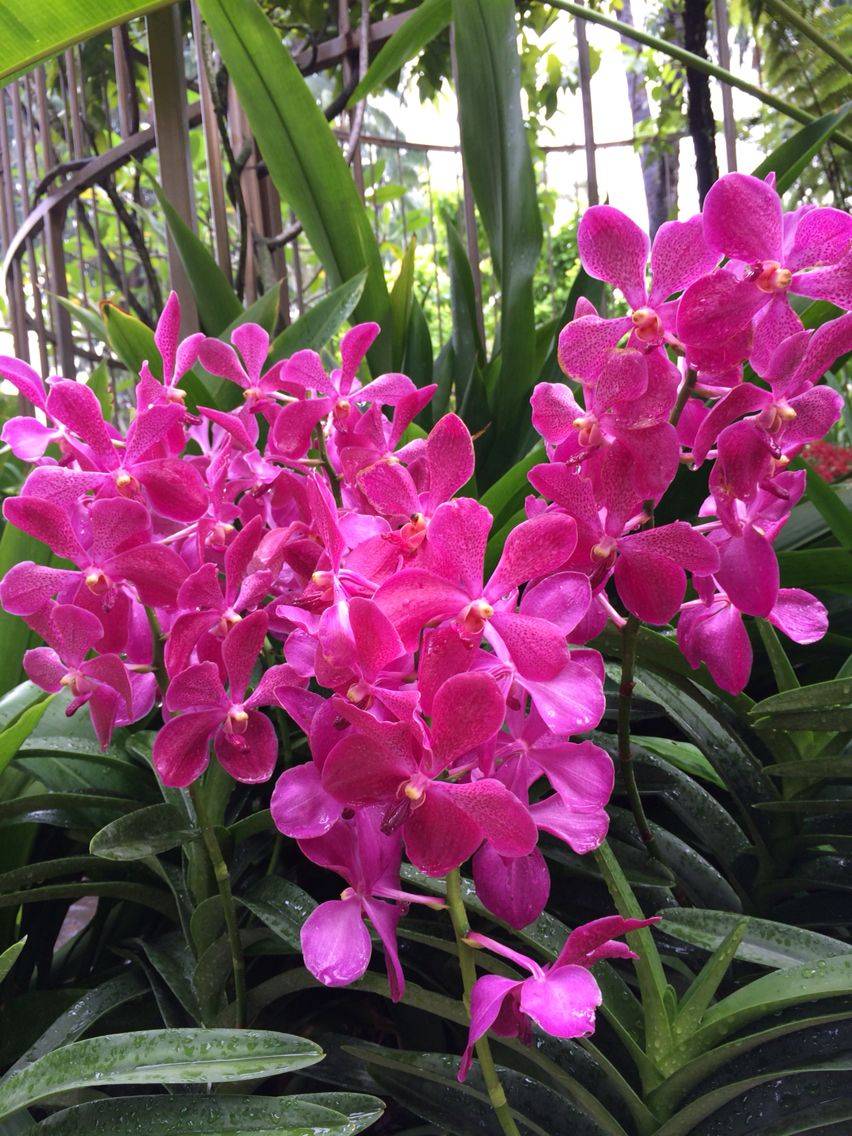 24 Orchid Botanical Garden Ideas To Try This Year | SharonSable