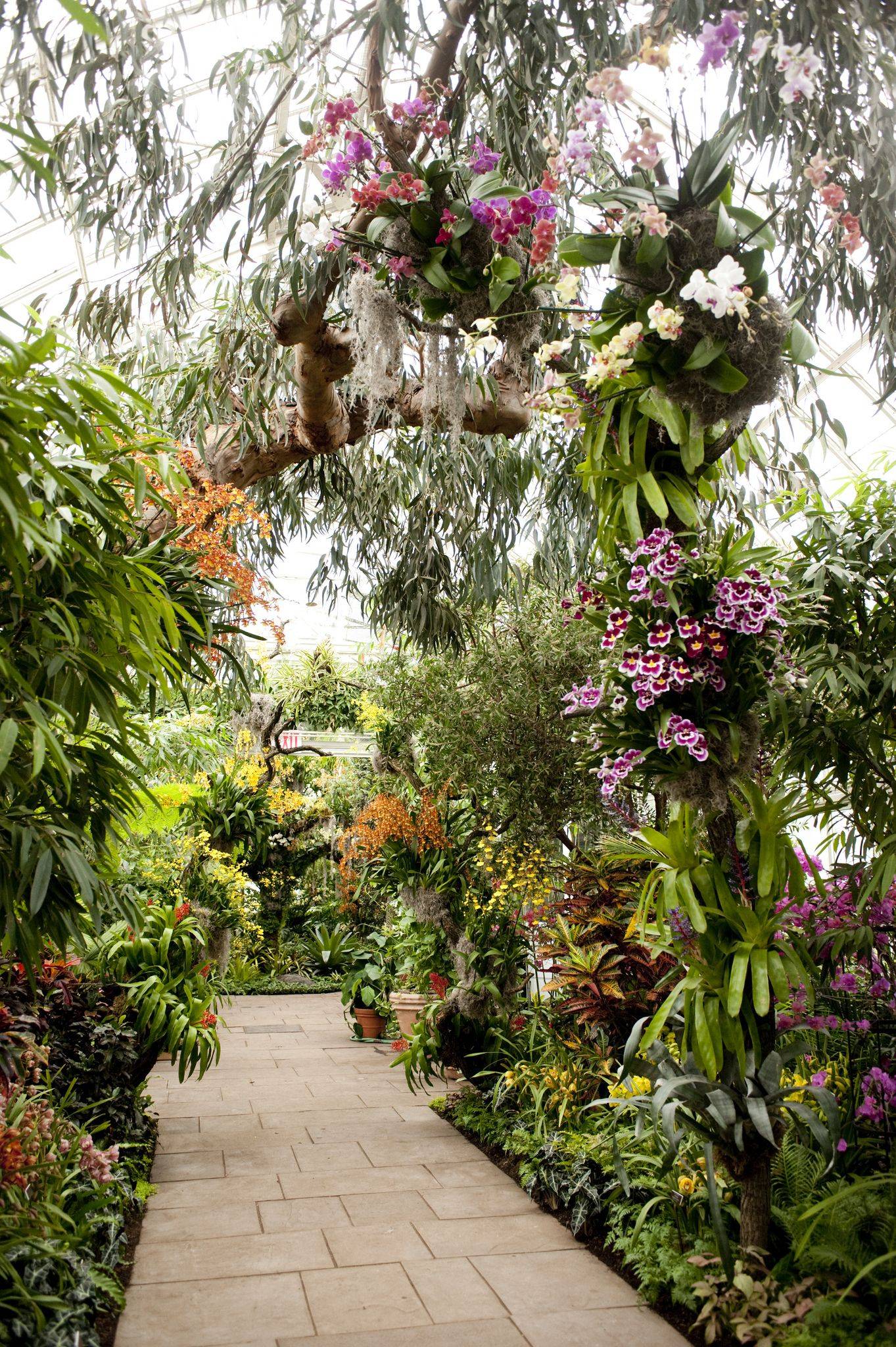 24 Orchid Botanical Garden Ideas To Try This Year | SharonSable