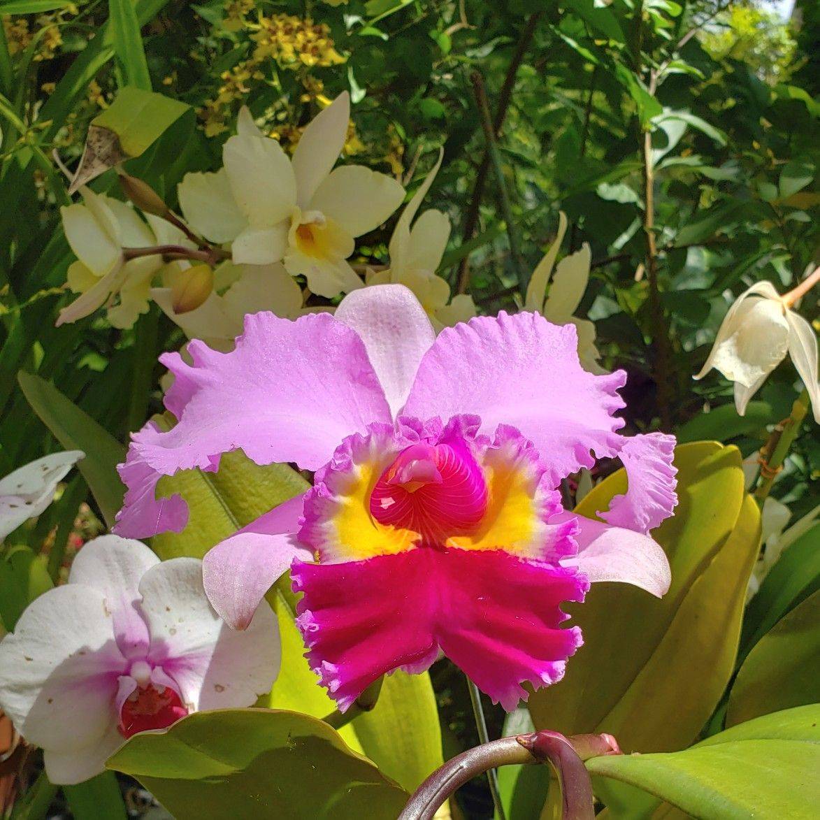 24 Orchid Botanical Garden Ideas To Try This Year | SharonSable