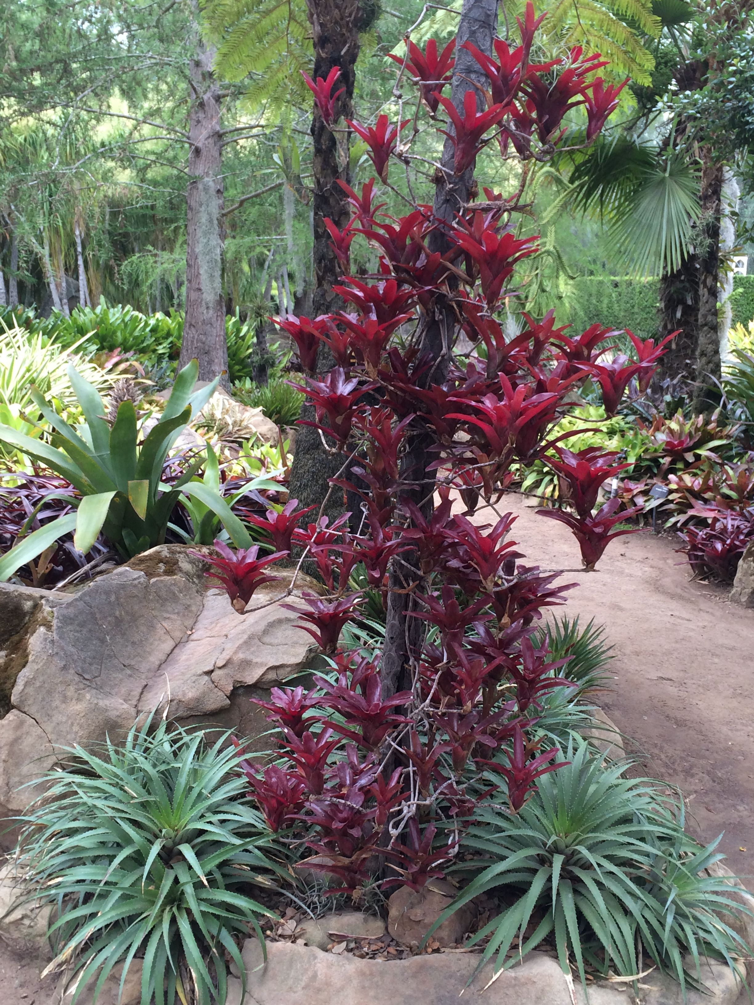 23 Bromeliad Garden Design Ideas You Should Look | SharonSable
