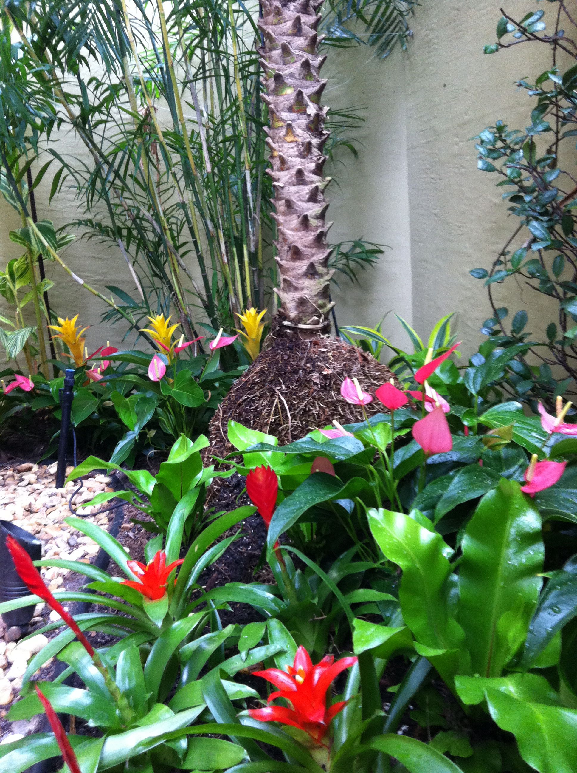 23 Bromeliad Garden Design Ideas You Should Look | SharonSable