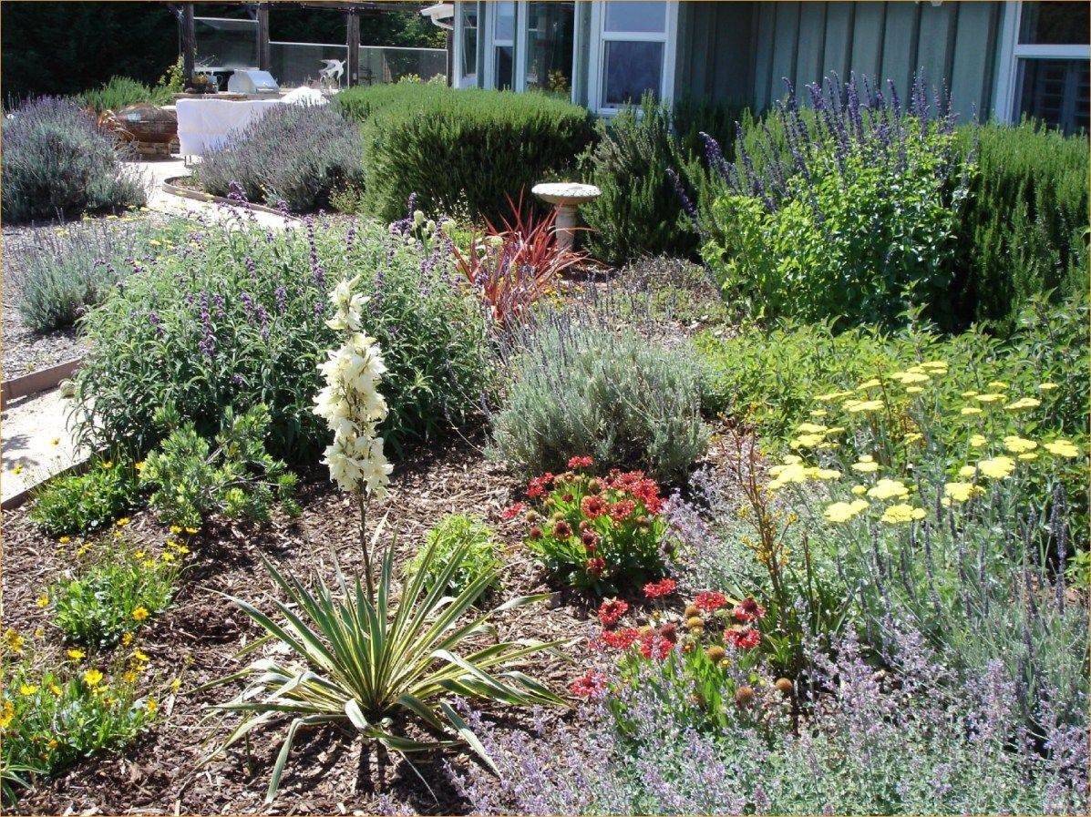 20 Drought Tolerant Garden Plants Ideas You Gonna Love | SharonSable