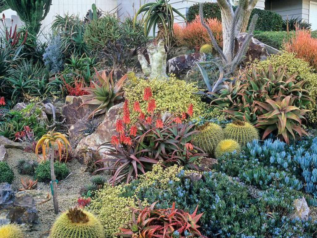 23 Southern California Succulent Garden Ideas To Consider | SharonSable