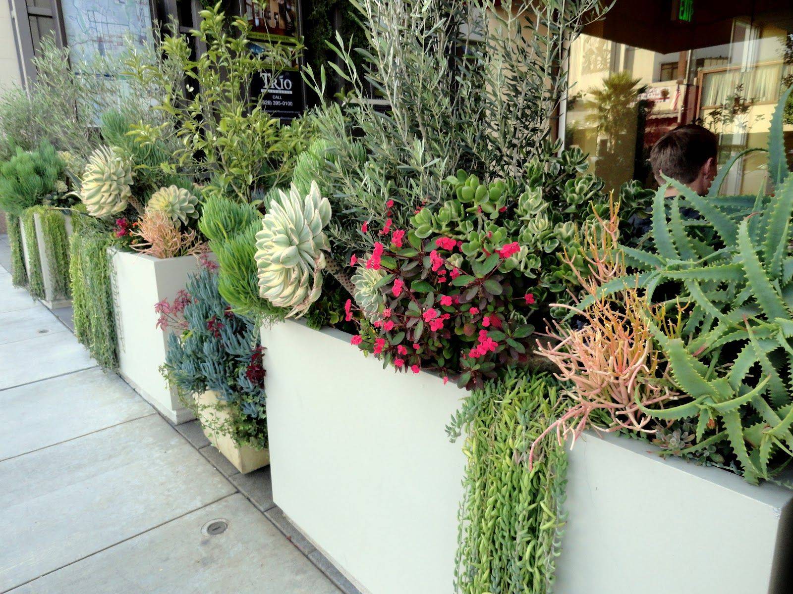 23 Southern California Succulent Garden Ideas To Consider | SharonSable
