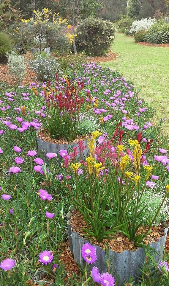 20 Australian Cottage Garden Plants Ideas For This Year | SharonSable