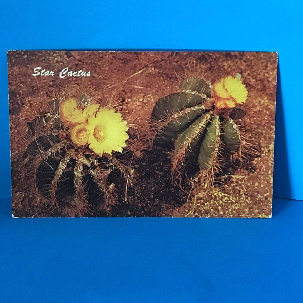 17 Desert Botanical Garden Map Ideas You Must Look | SharonSable