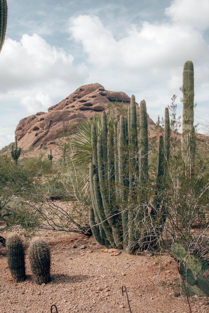 17 Desert Botanical Garden Map Ideas You Must Look | SharonSable