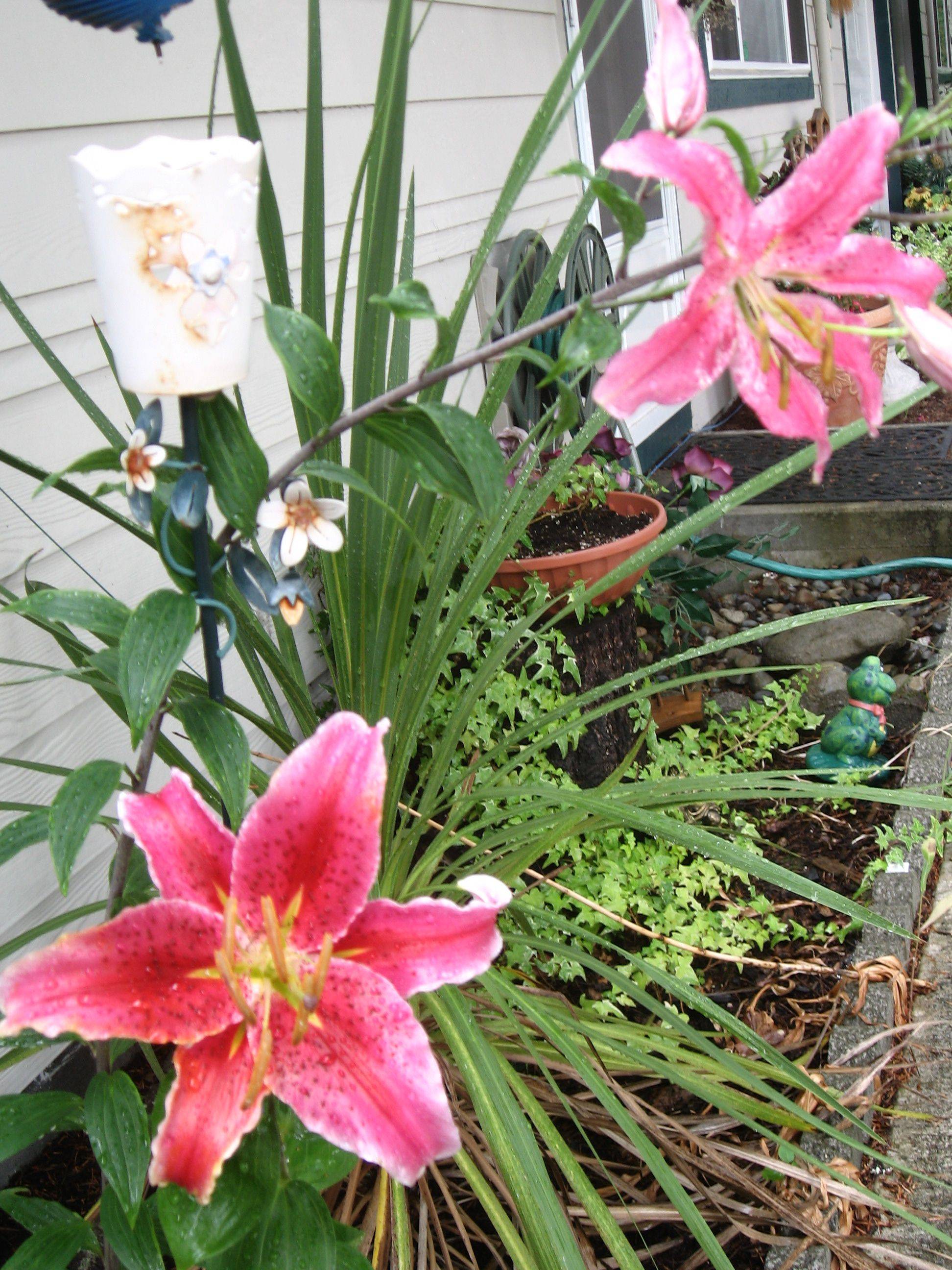 20 Lily Flower Garden Ideas You Cannot Miss | SharonSable