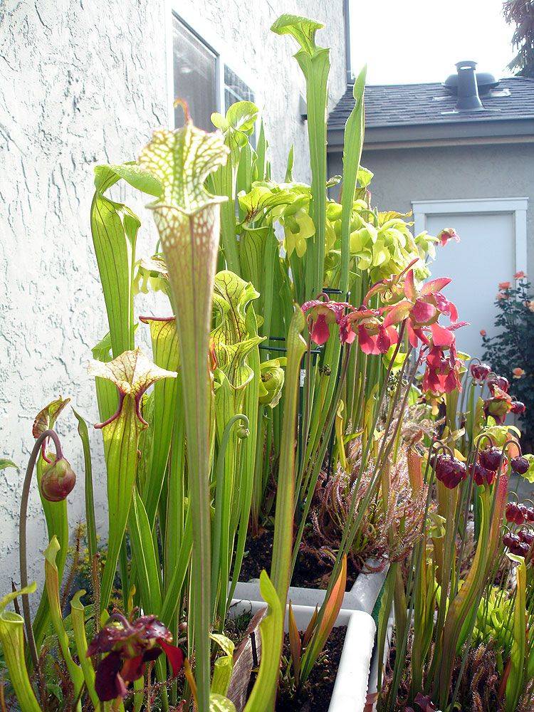 17 Carnivorous Plant Garden Ideas You Should Check | SharonSable