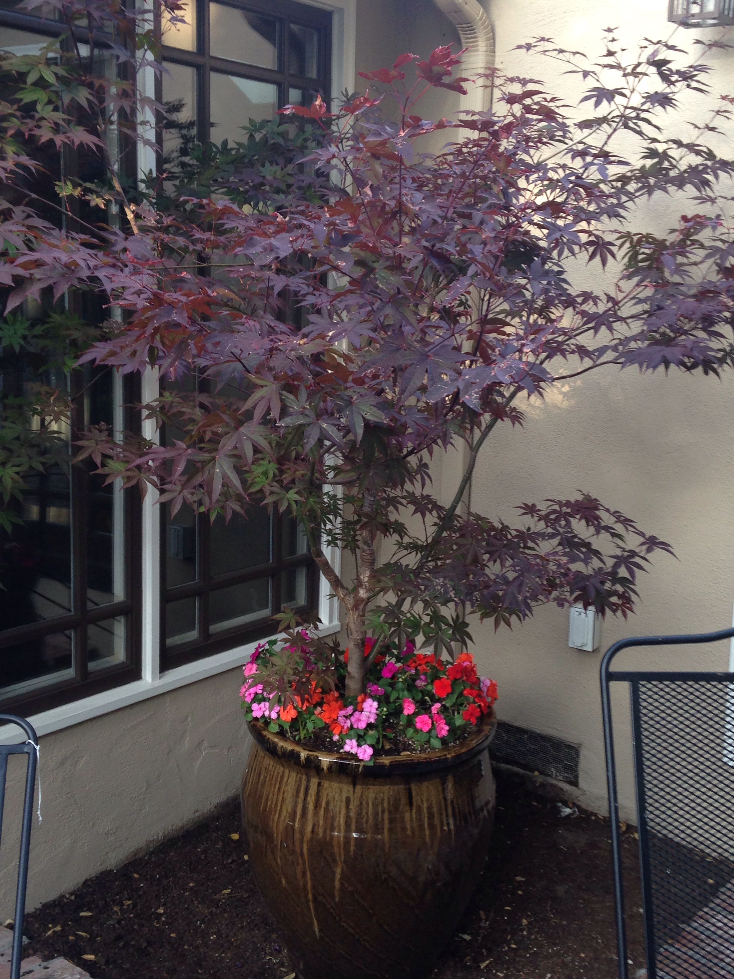 18 Japanese Maple Container Garden Ideas You Gonna Love | SharonSable