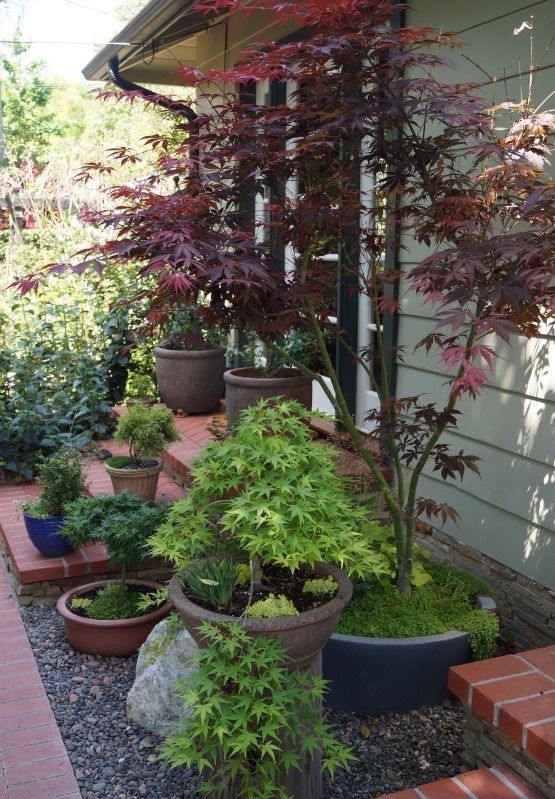 18 Japanese Maple Container Garden Ideas You Gonna Love | SharonSable