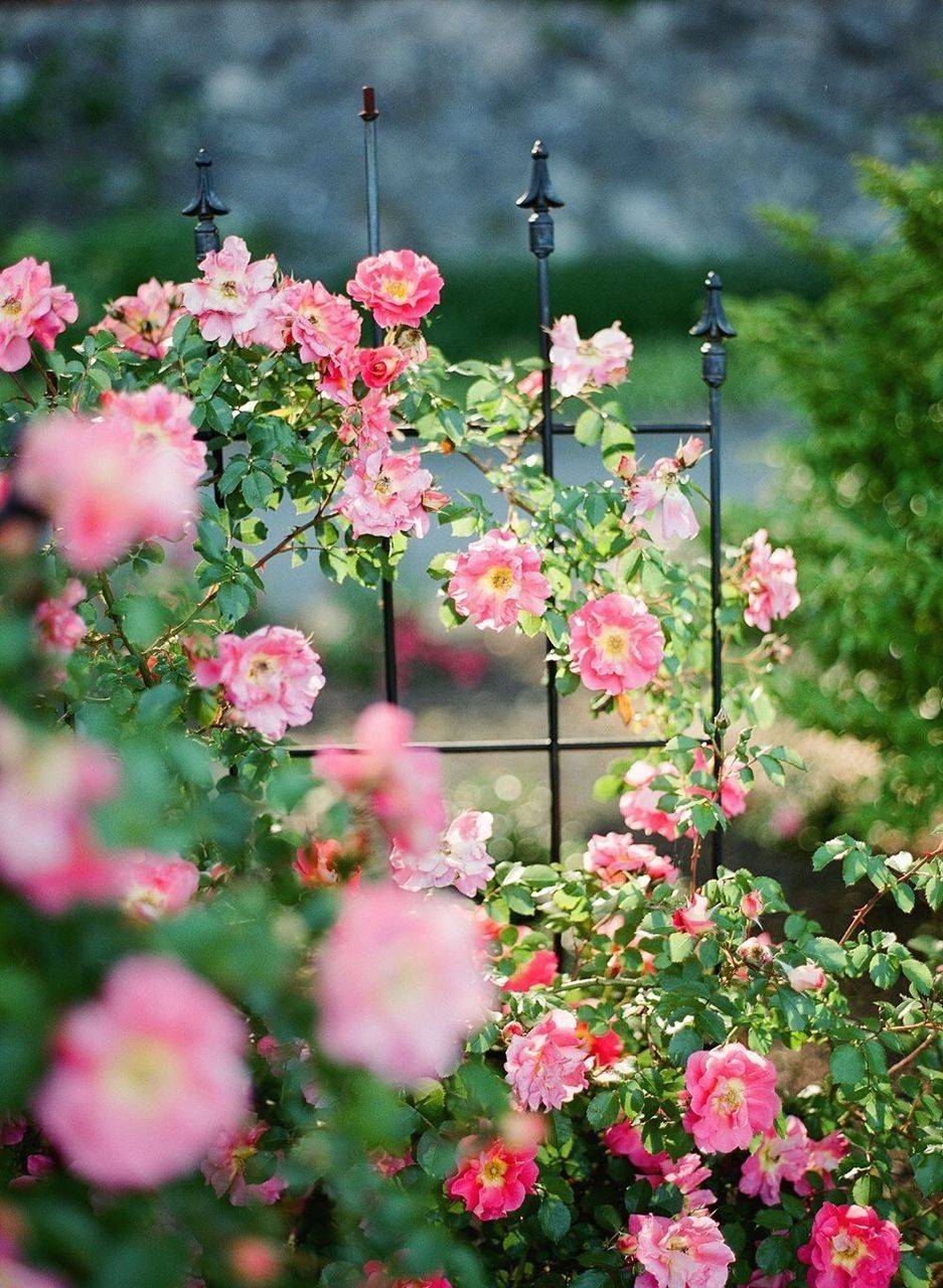 16 Rose Garden Delhi Ideas You Should Check | SharonSable