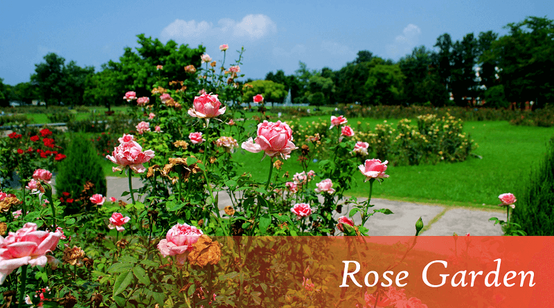 16 Rose Garden Delhi Ideas You Should Check | SharonSable