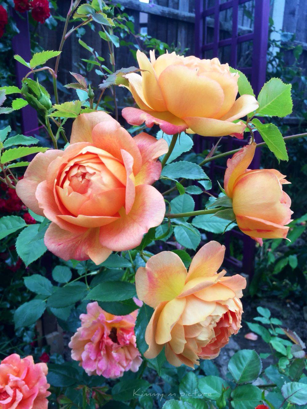 24 Rose Garden Hamilton Ideas You Cannot Miss | SharonSable