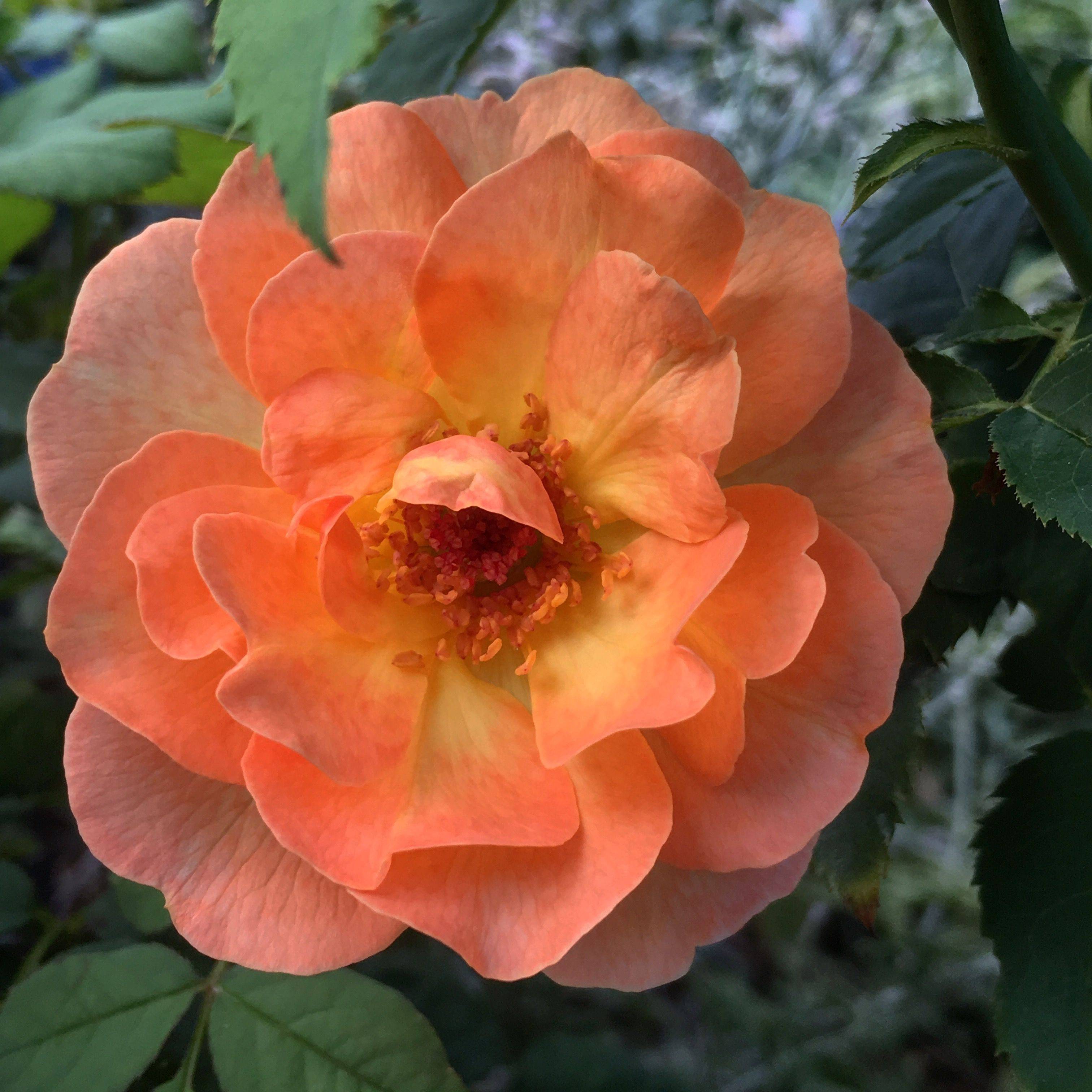 24 Rose Garden Hamilton Ideas You Cannot Miss | SharonSable