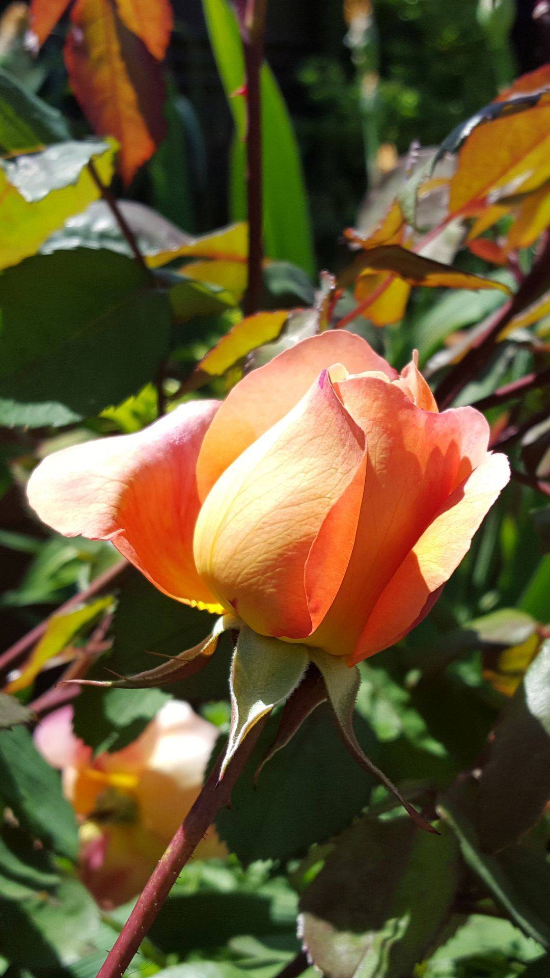 24 Rose Garden Hamilton Ideas You Cannot Miss | SharonSable